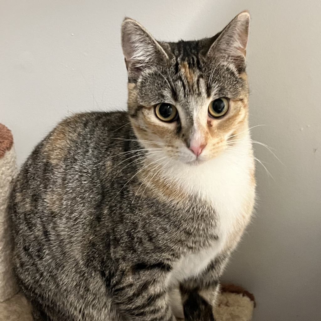 Kate & Helena – SAFE Rehoming