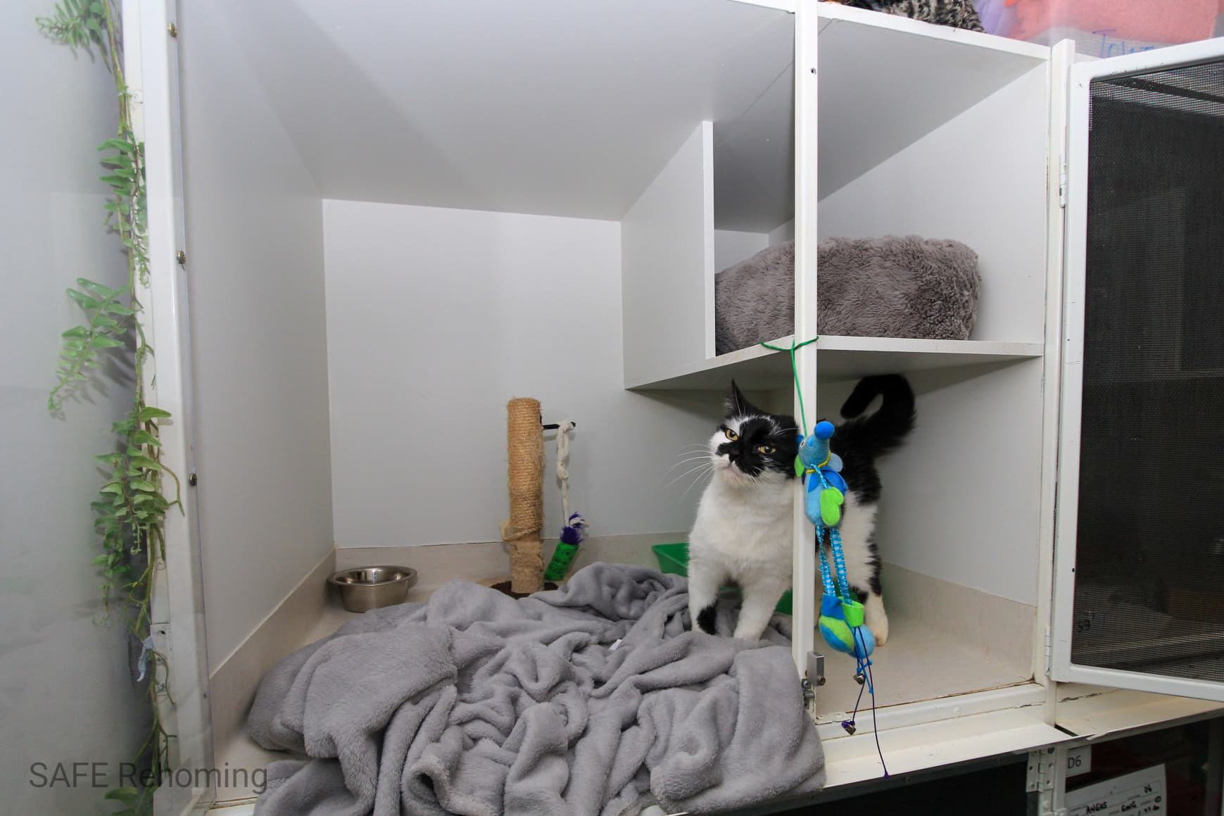 Cat Boarding – SAFE Rehoming