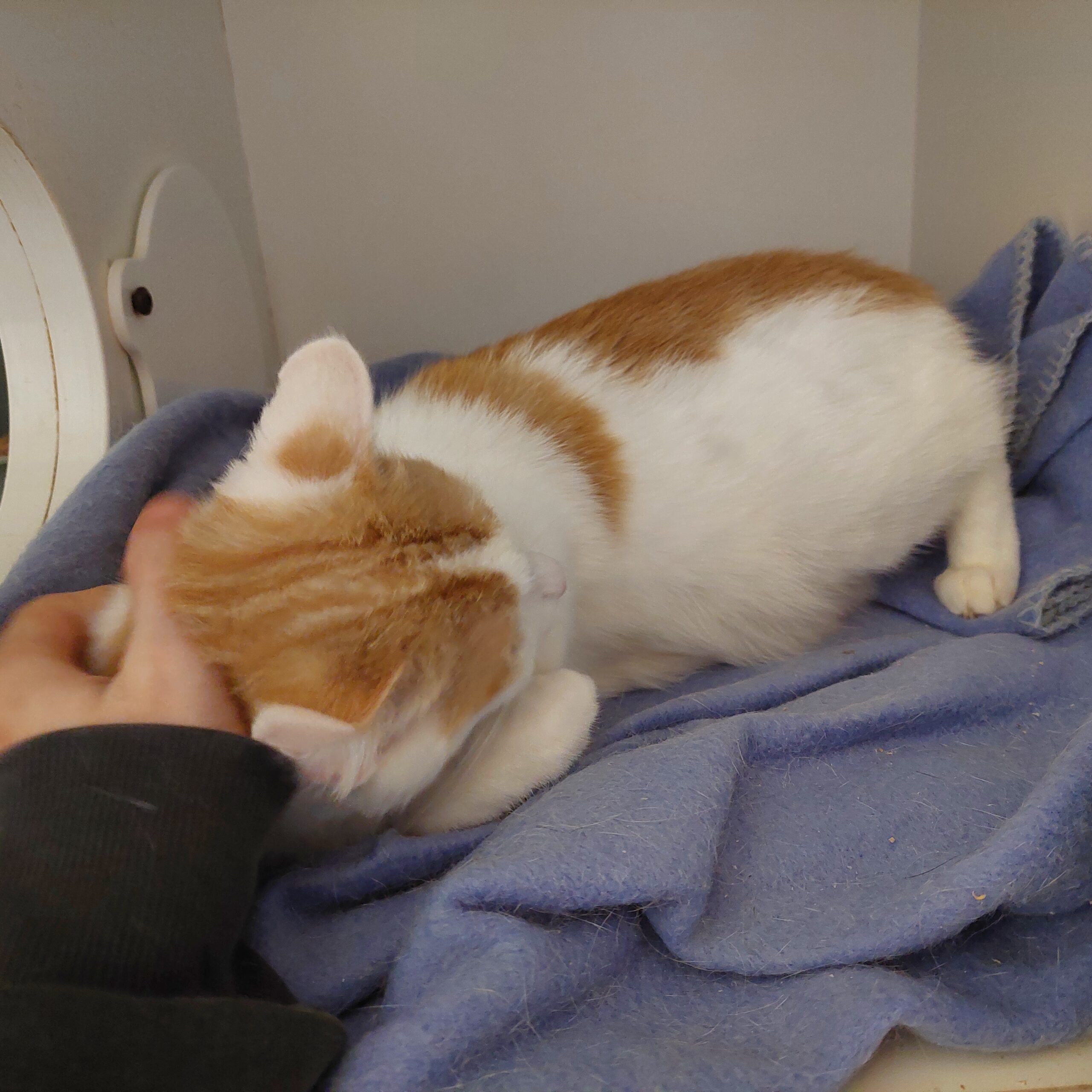 Chicken – the ultimate snuggle-bug – SAFE Rehoming