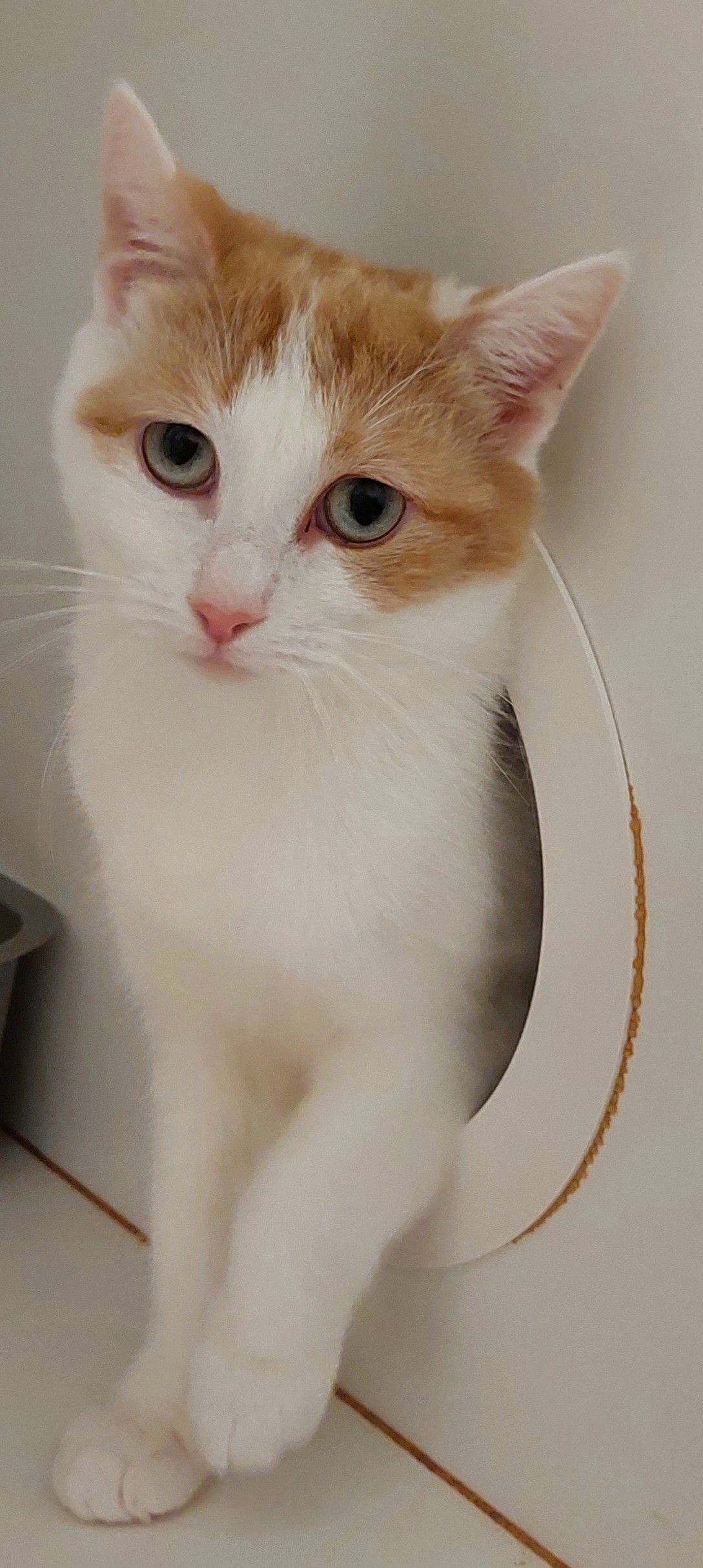 Chicken – the ultimate snuggle-bug – SAFE Rehoming