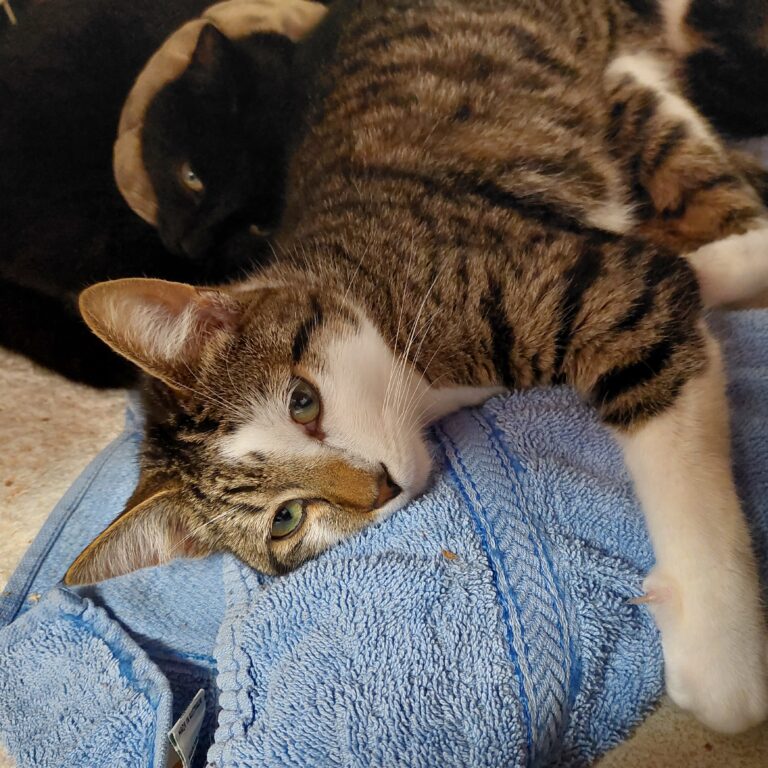 Saturn – friendly, confident boy – SAFE Rehoming