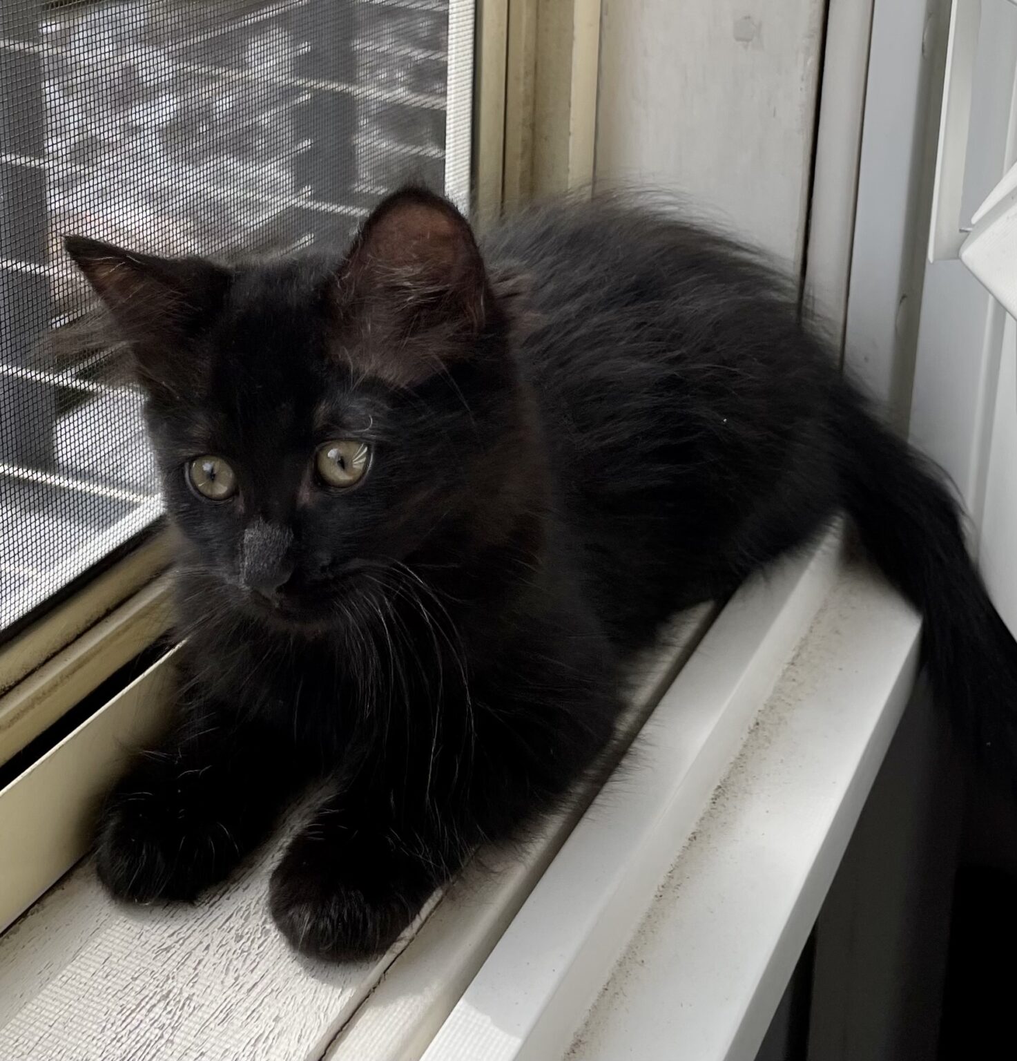 Poppy – gentle little girl – SAFE Rehoming