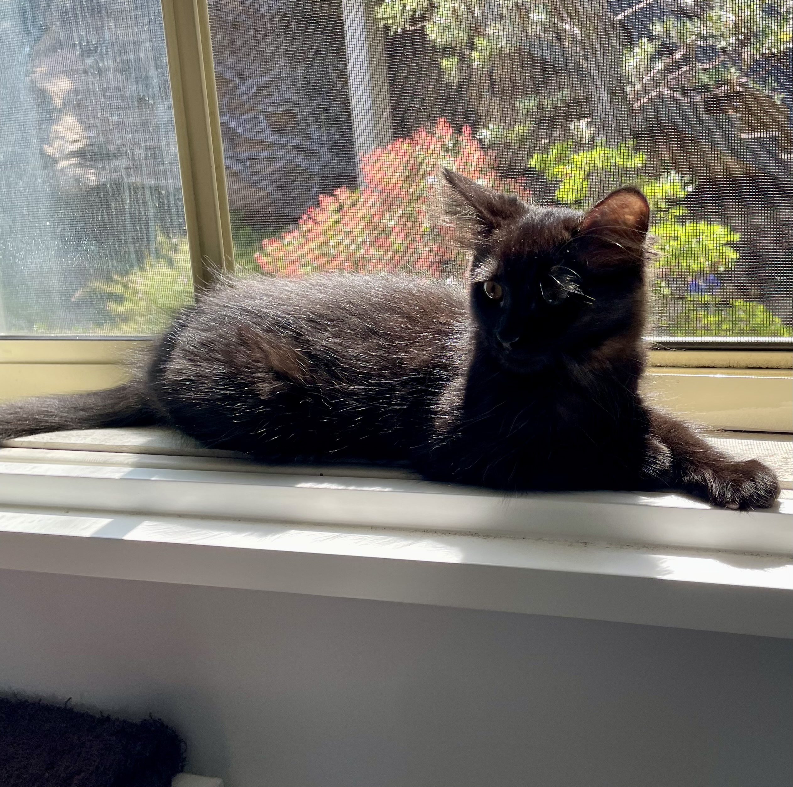 Poppy – gentle little girl – SAFE Rehoming