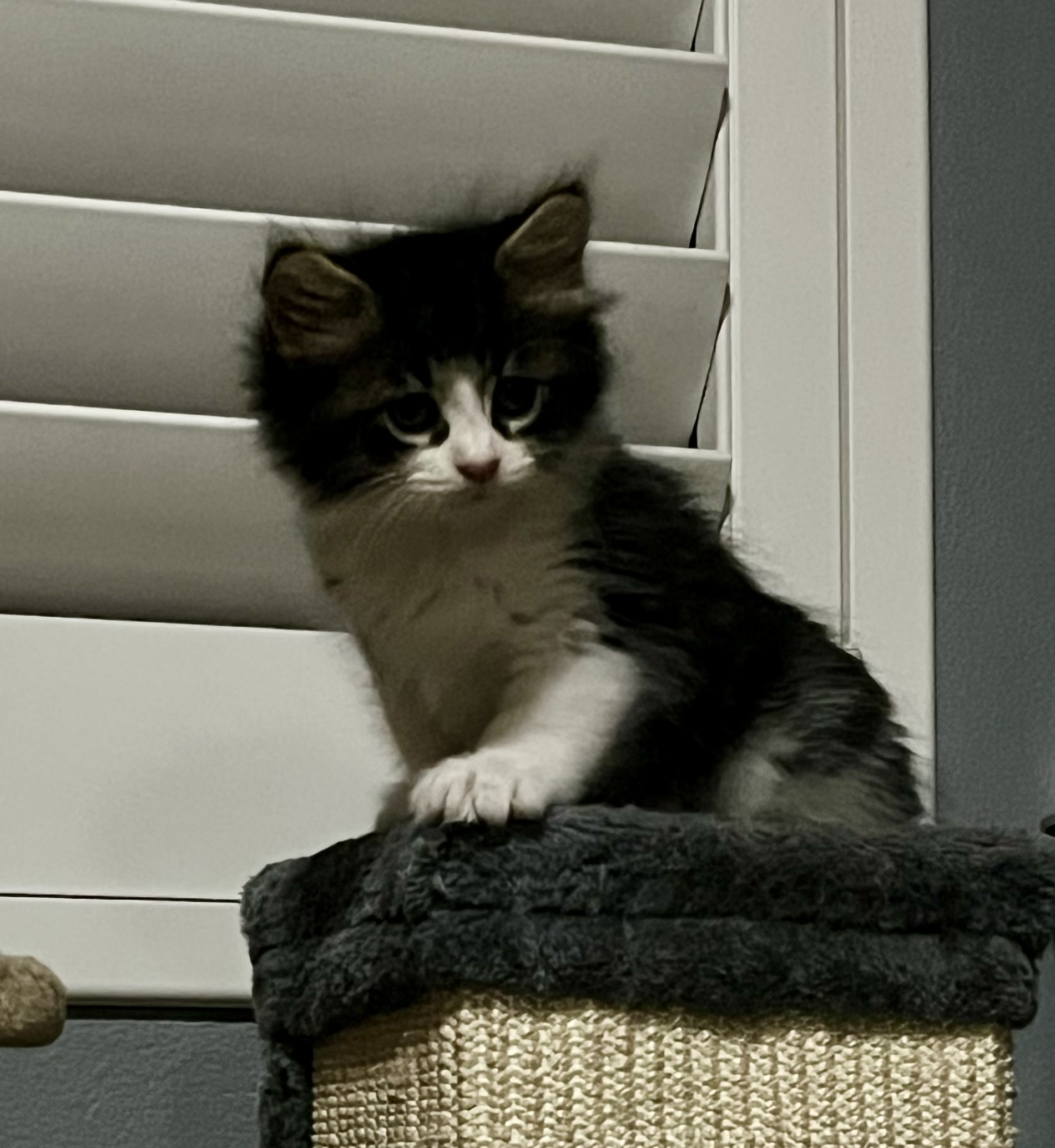 Stan – all purrs and kisses – SAFE Rehoming